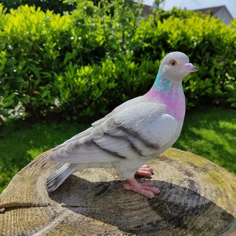 Vivid Arts Real Life - Pigeon - Stewart and Gibson Ltd